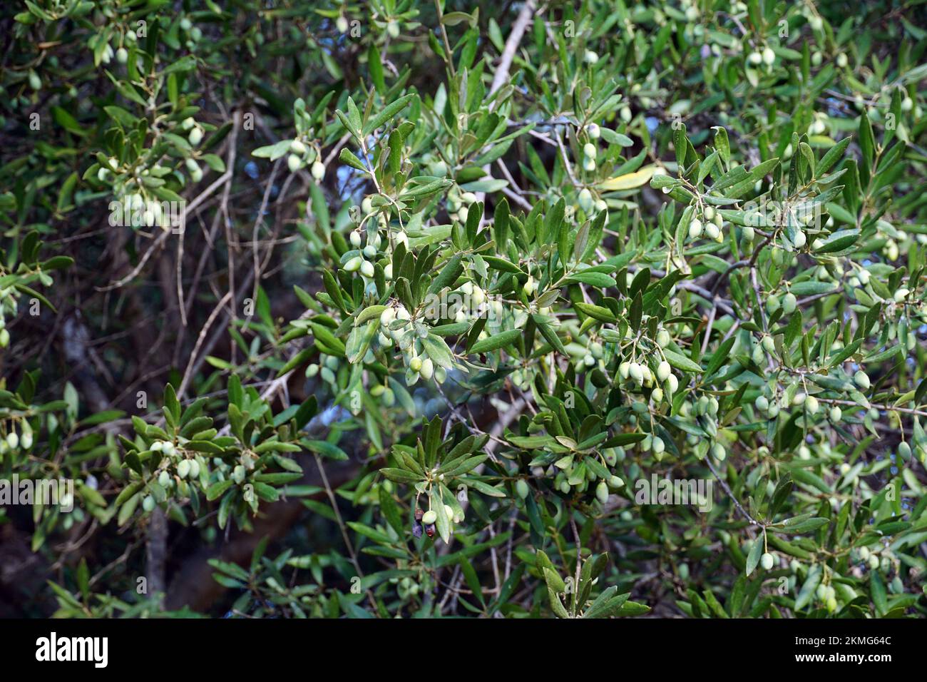 Olive plantation, Olivenbaum, Olea europaea, olíva, Crete, Greece ...