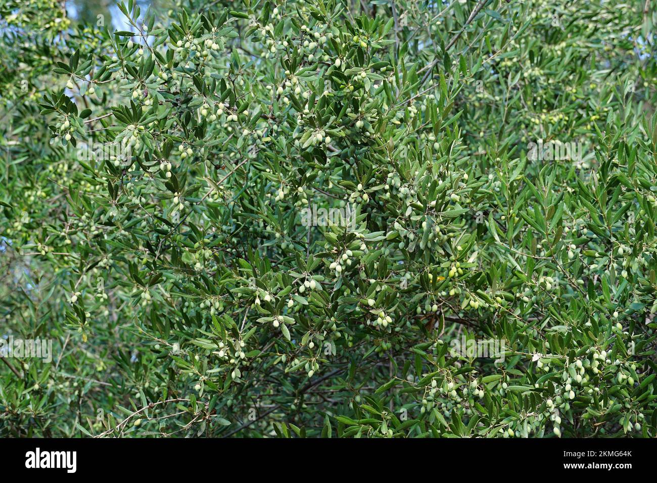 Olive plantation, Olivenbaum, Olea europaea, olíva, Crete, Greece ...