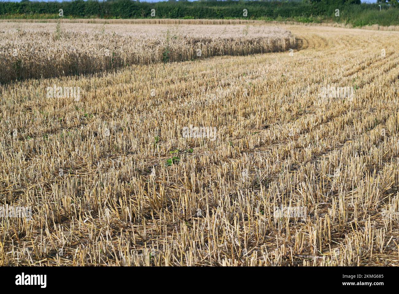 Corn stubble field hi-res stock photography and images - Alamy