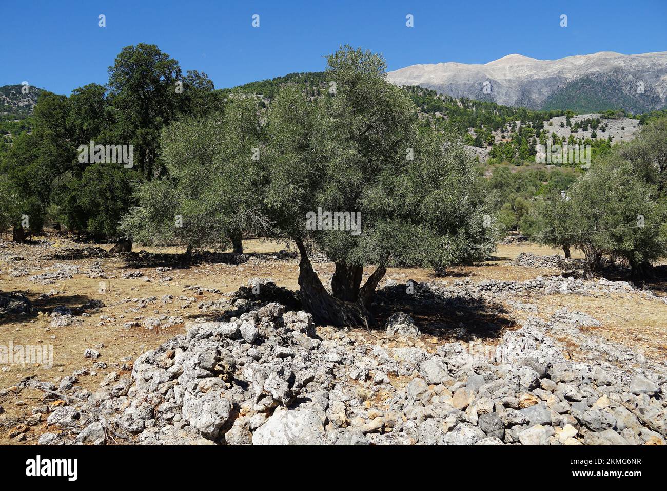 Olive plantation, Olivenbaum, Olea europaea, olíva, Crete, Greece ...