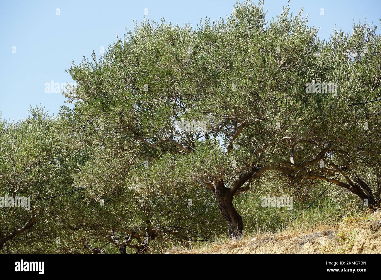 Olive plantation, Olivenbaum, Olea europaea, olíva, Crete, Greece ...