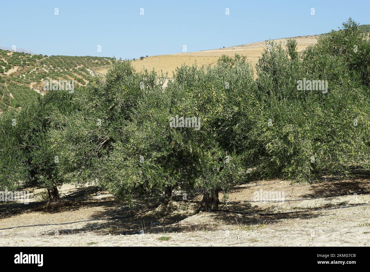 Olive plantation, Olivenbaum, Olea europaea, olíva, Crete, Greece ...