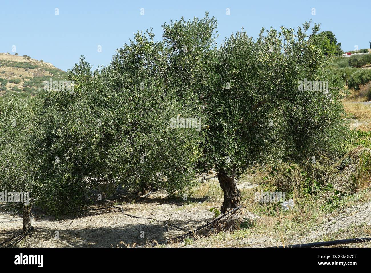 Olive plantation, Olivenbaum, Olea europaea, olíva, Crete, Greece ...