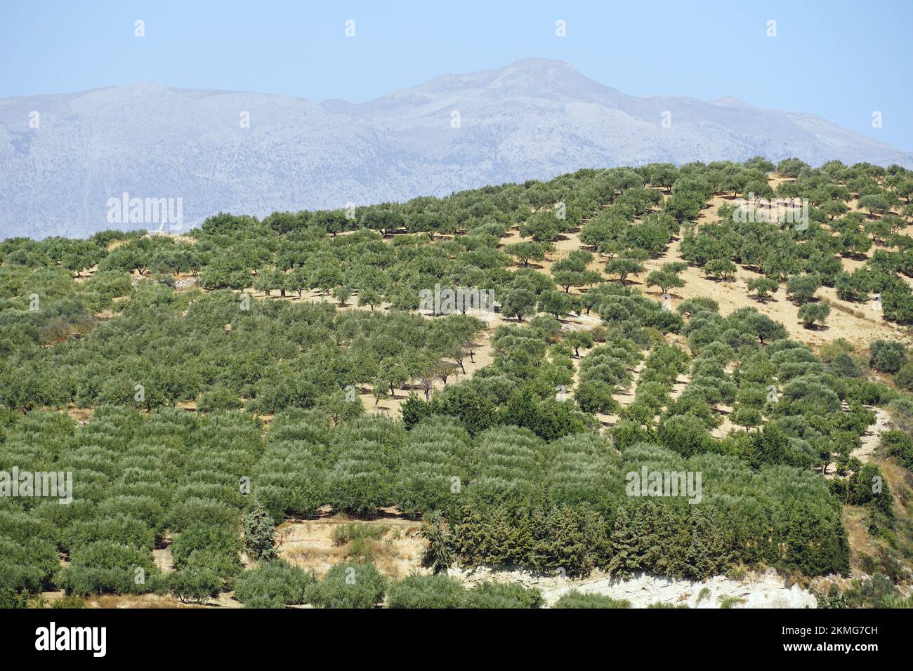 Olive plantation, Olivenbaum, Olea europaea, olíva, Crete, Greece ...