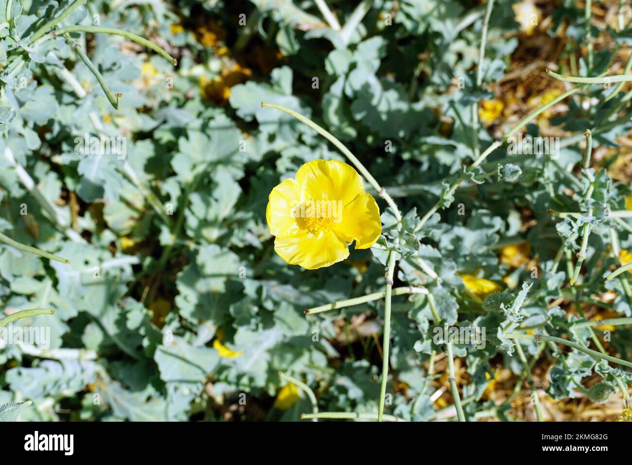yellow horned poppy, yellow hornpoppy or sea poppy, Gelber Hornmohn ...