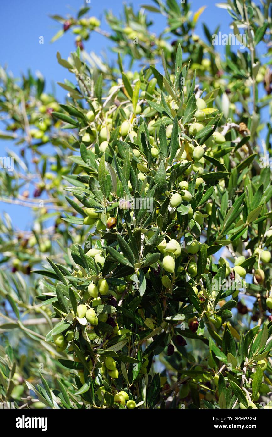 Olive plantation, Olivenbaum, Olea europaea, olíva, Crete, Greece ...