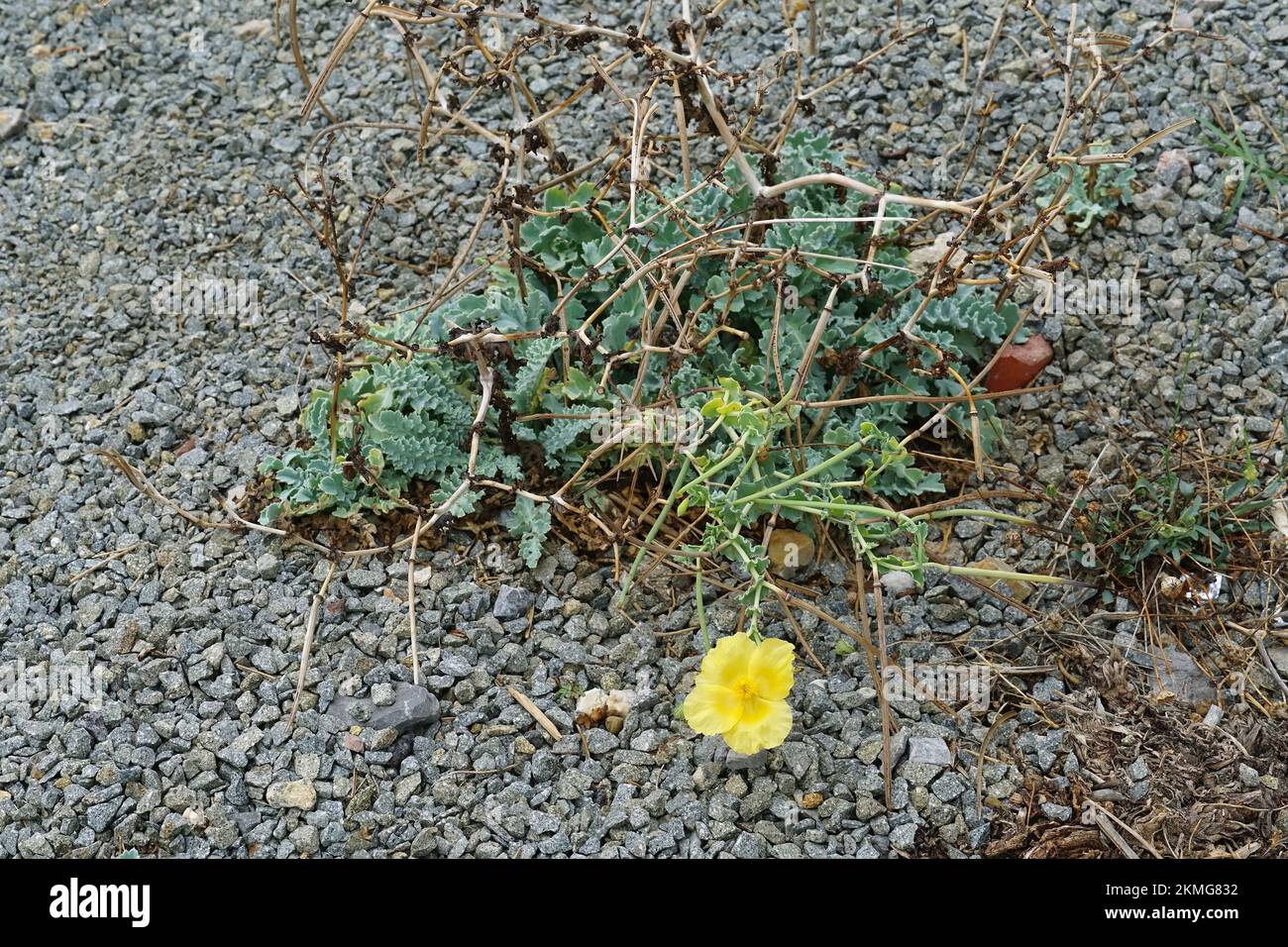 yellow horned poppy, yellow hornpoppy or sea poppy, Gelber Hornmohn ...