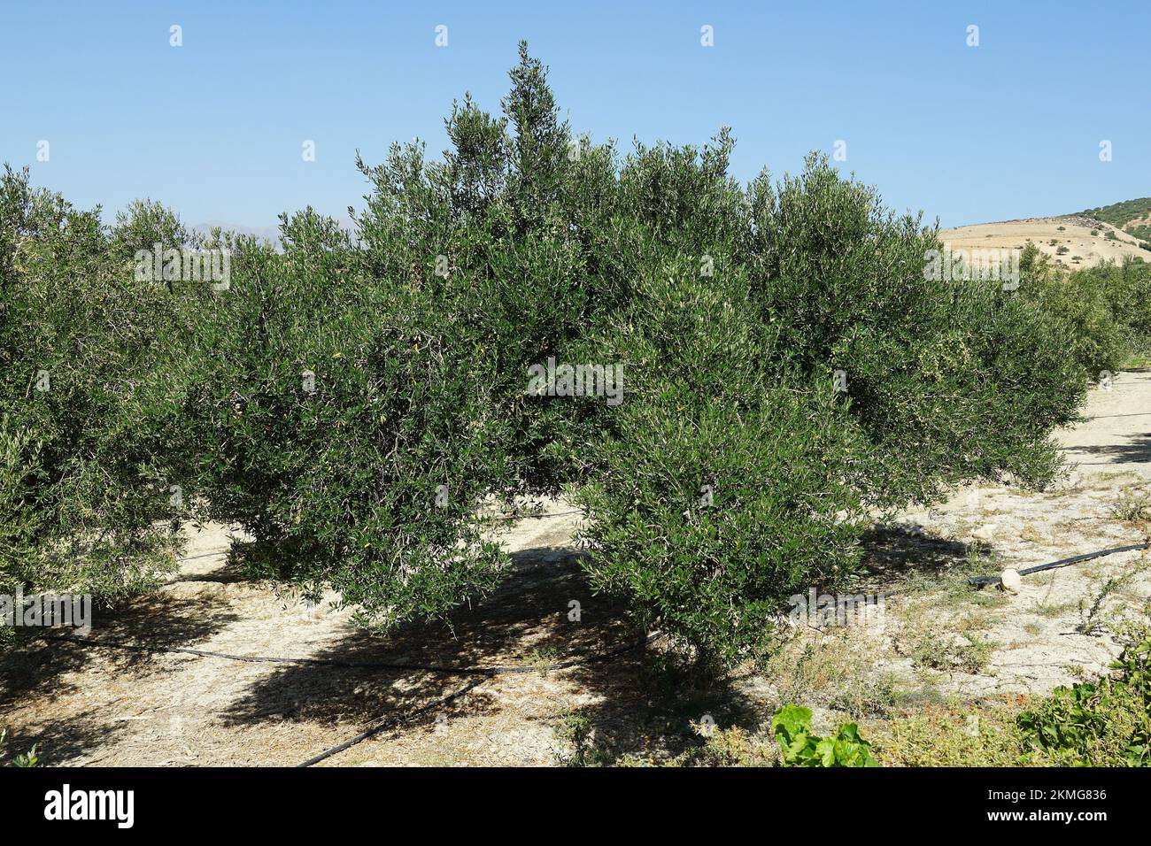 Olive plantation, Olivenbaum, Olea europaea, olíva, Crete, Greece ...