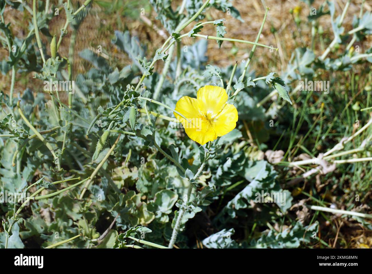 yellow horned poppy, yellow hornpoppy or sea poppy, Gelber Hornmohn ...