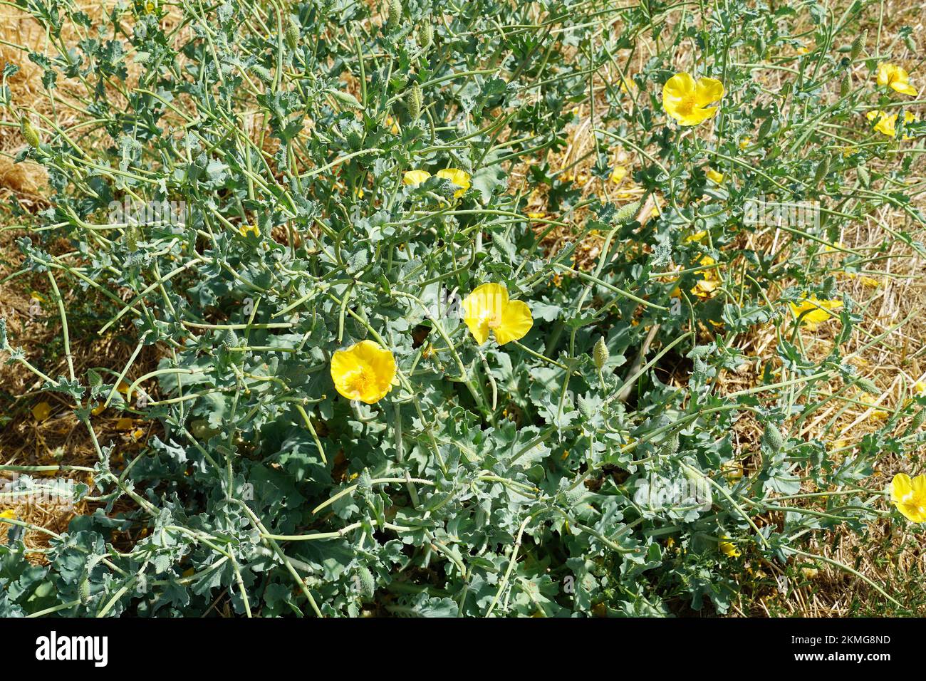 yellow horned poppy, yellow hornpoppy or sea poppy, Gelber Hornmohn ...