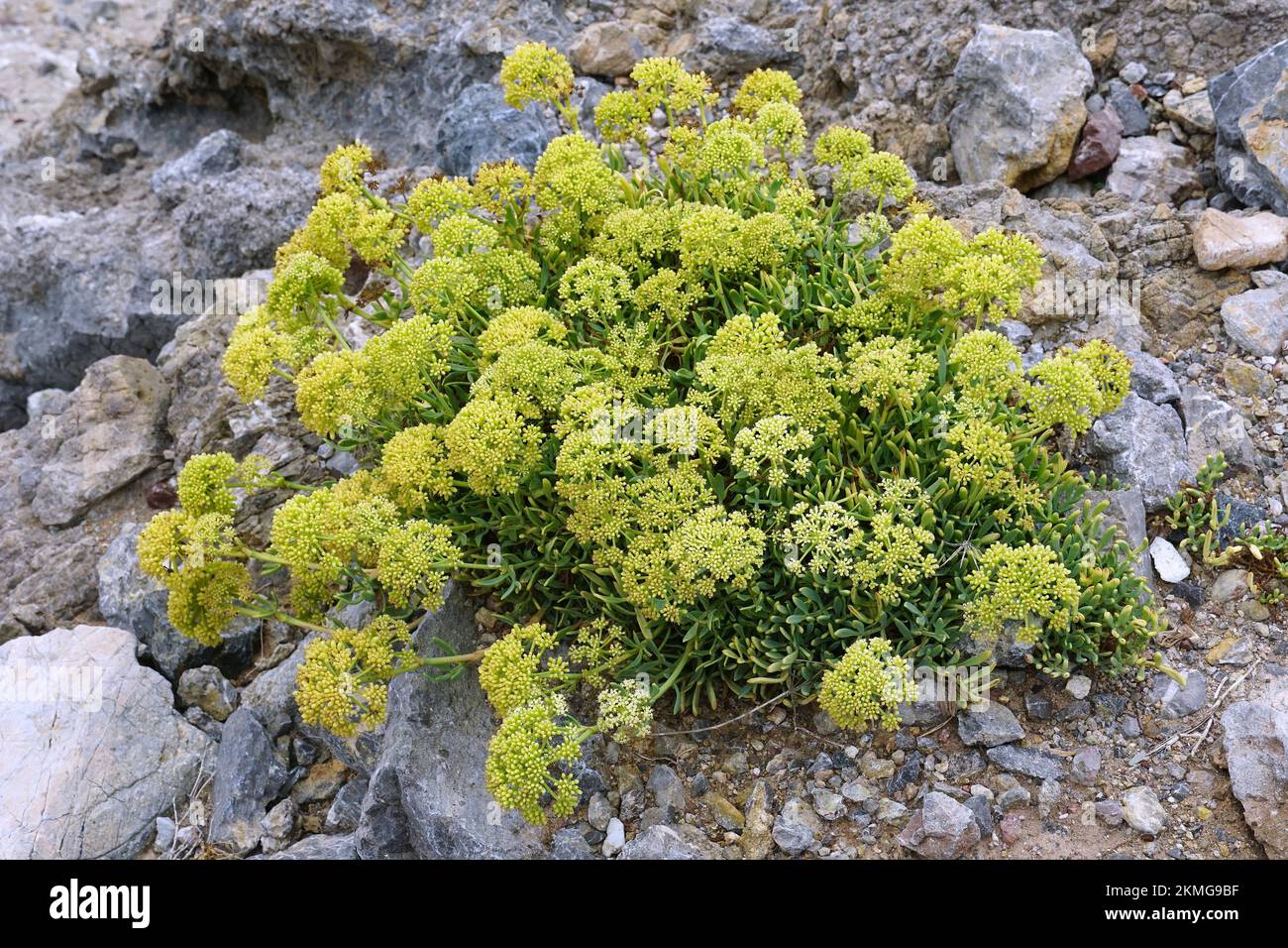 rock samphire, sea fennel, samphire, Meerfenchel, Criste marine ...