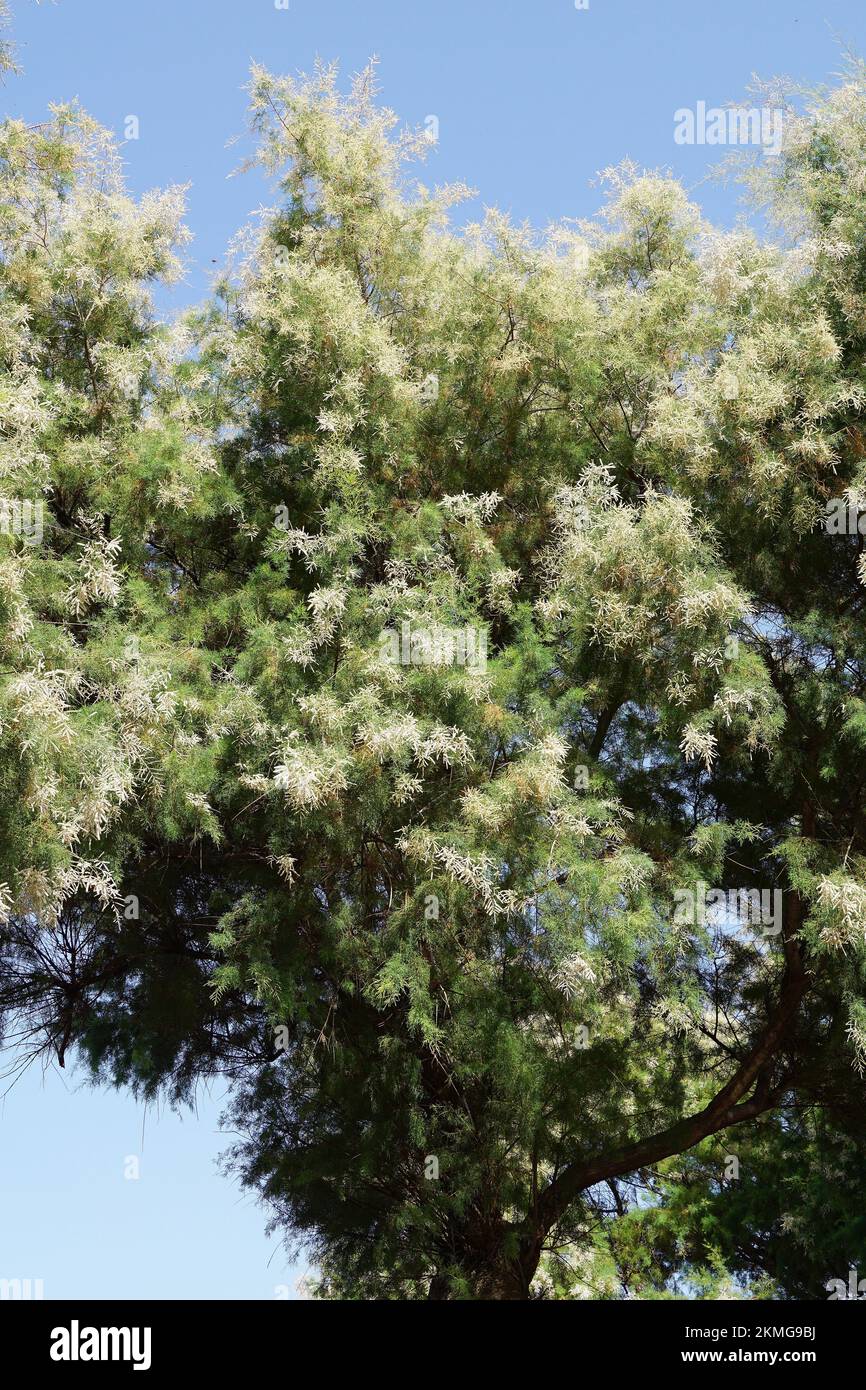 Tamarisk tamarix sp hi-res stock photography and images - Alamy