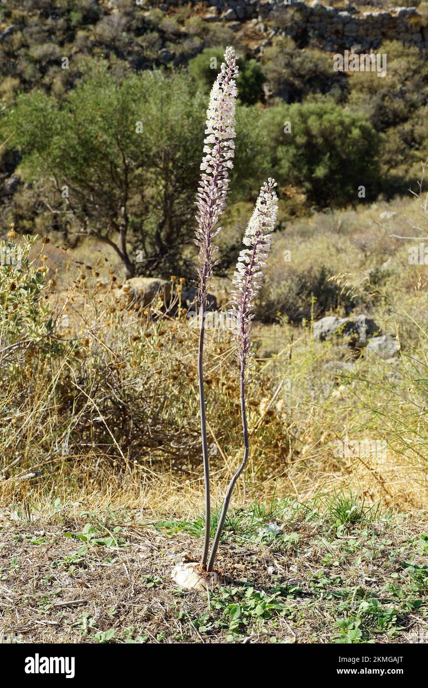 squill, sea squill, sea onion, maritime squill, Urginea maritima, Weiße ...