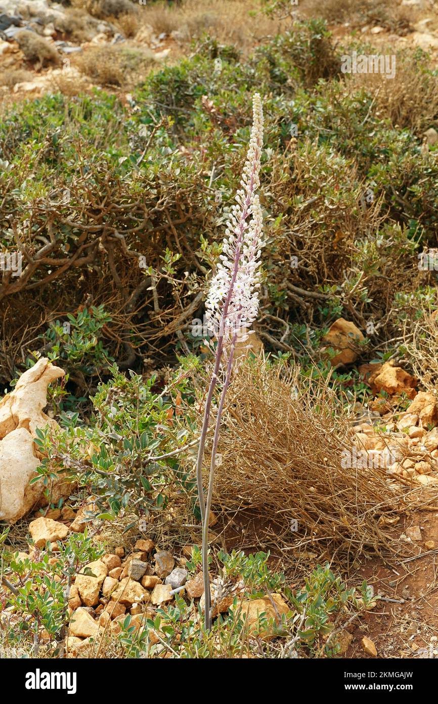 Sea onion plants hi-res stock photography and images - Alamy