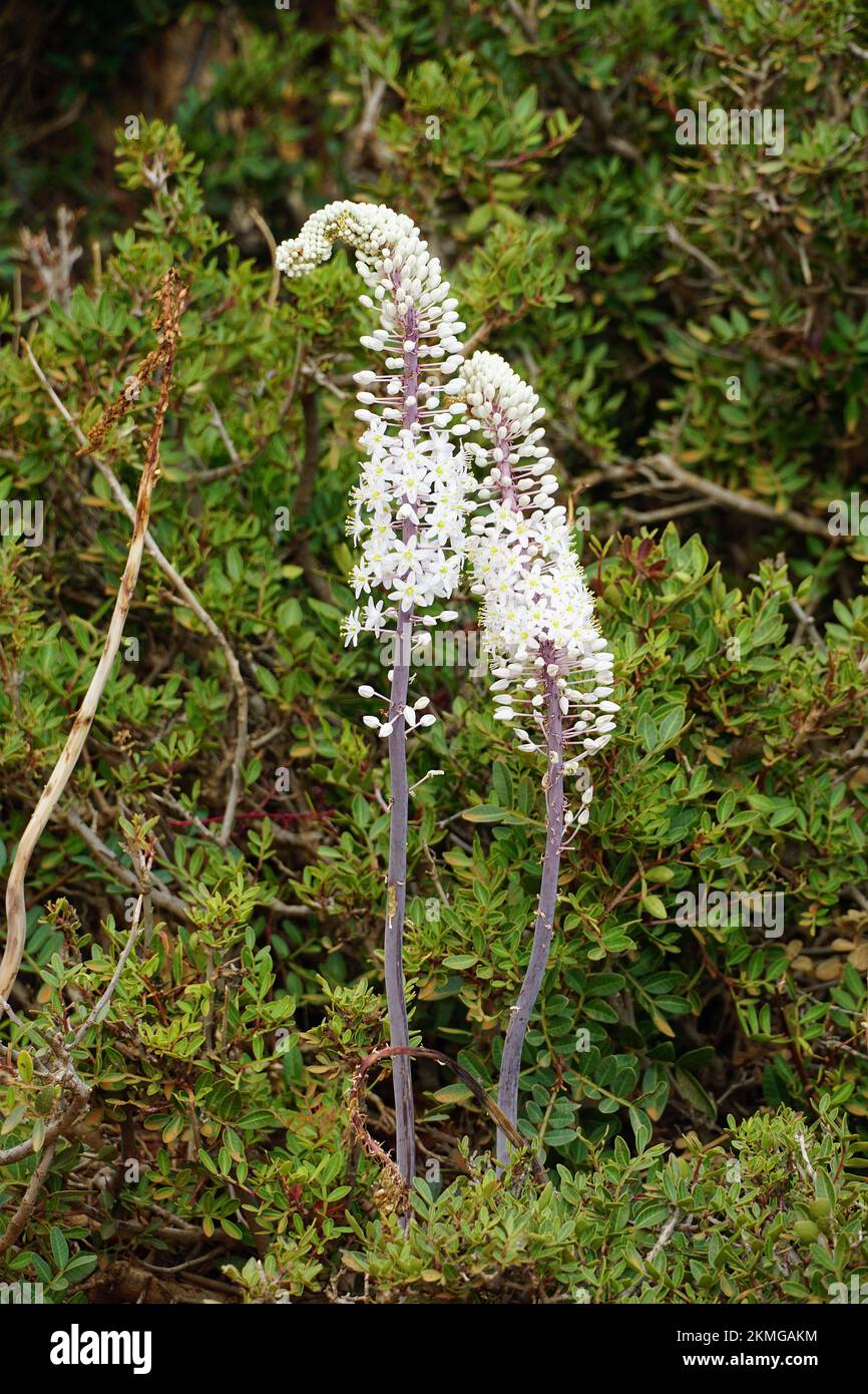 squill, sea squill, sea onion, maritime squill, Urginea maritima, Weiße ...