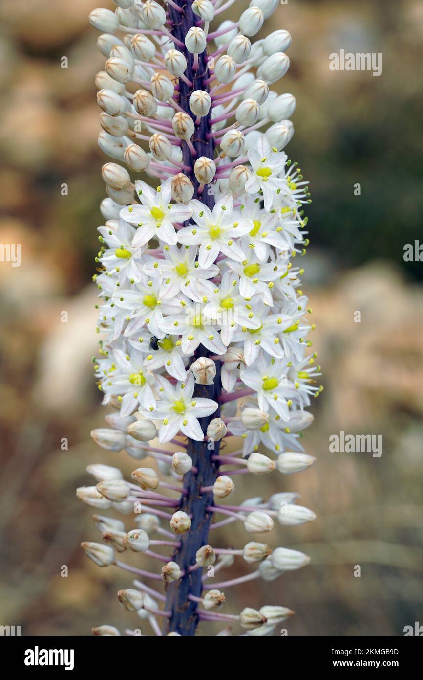 squill, sea squill, sea onion, maritime squill, Urginea maritima, Weiße ...