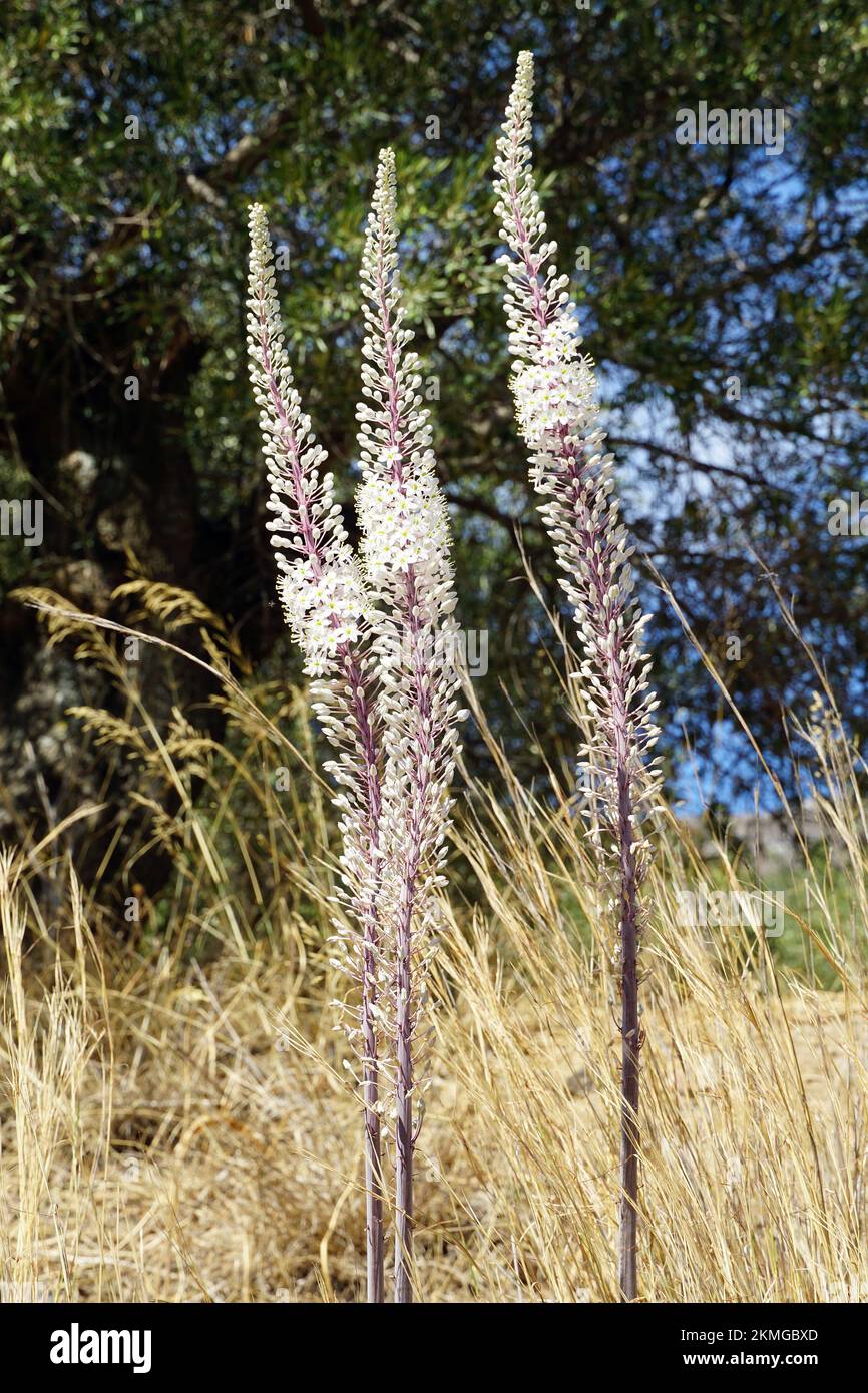 squill, sea squill, sea onion, maritime squill, Urginea maritima, Weiße ...