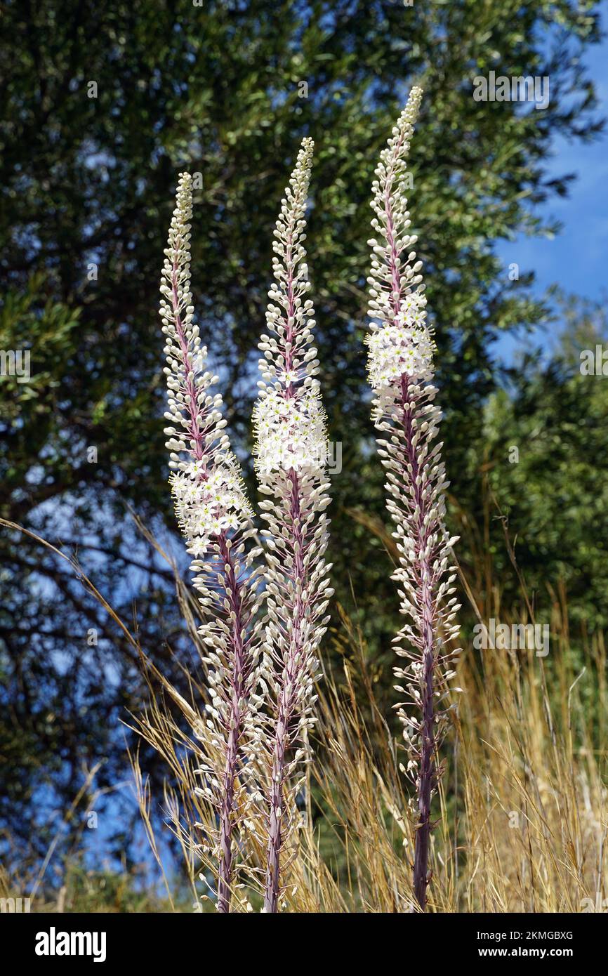 squill, sea squill, sea onion, maritime squill, Urginea maritima, Weiße ...