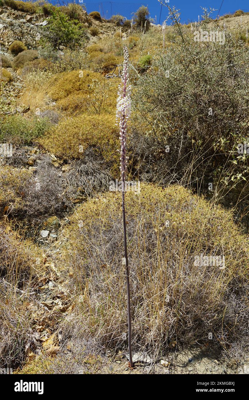 squill, sea squill, sea onion, maritime squill, Urginea maritima, Weiße ...