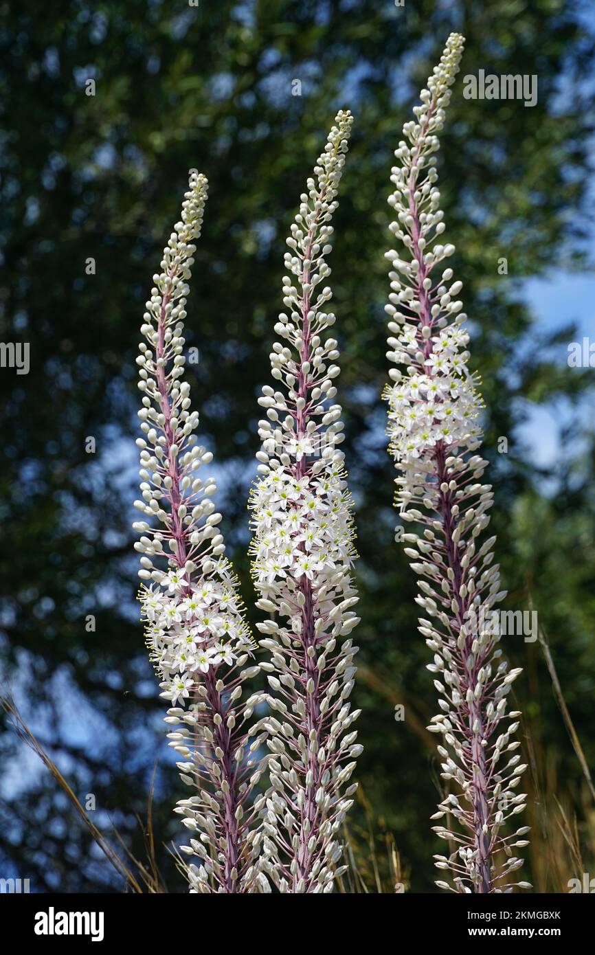 squill, sea squill, sea onion, maritime squill, Urginea maritima, Weiße ...