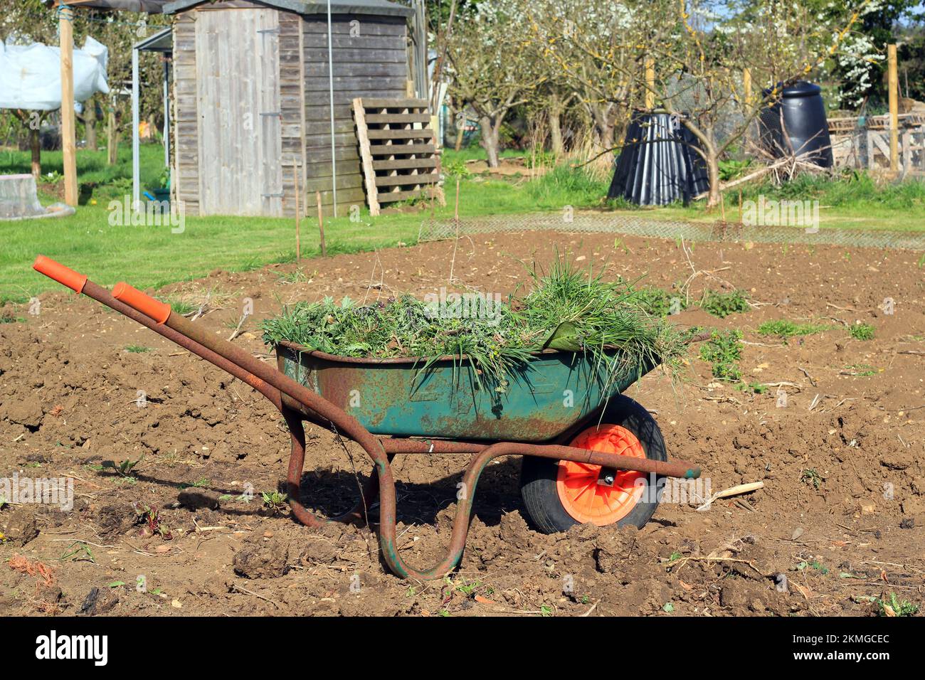 Wheelbarrow full of weeds standing on cultivated ground Stock Photo - Alamy