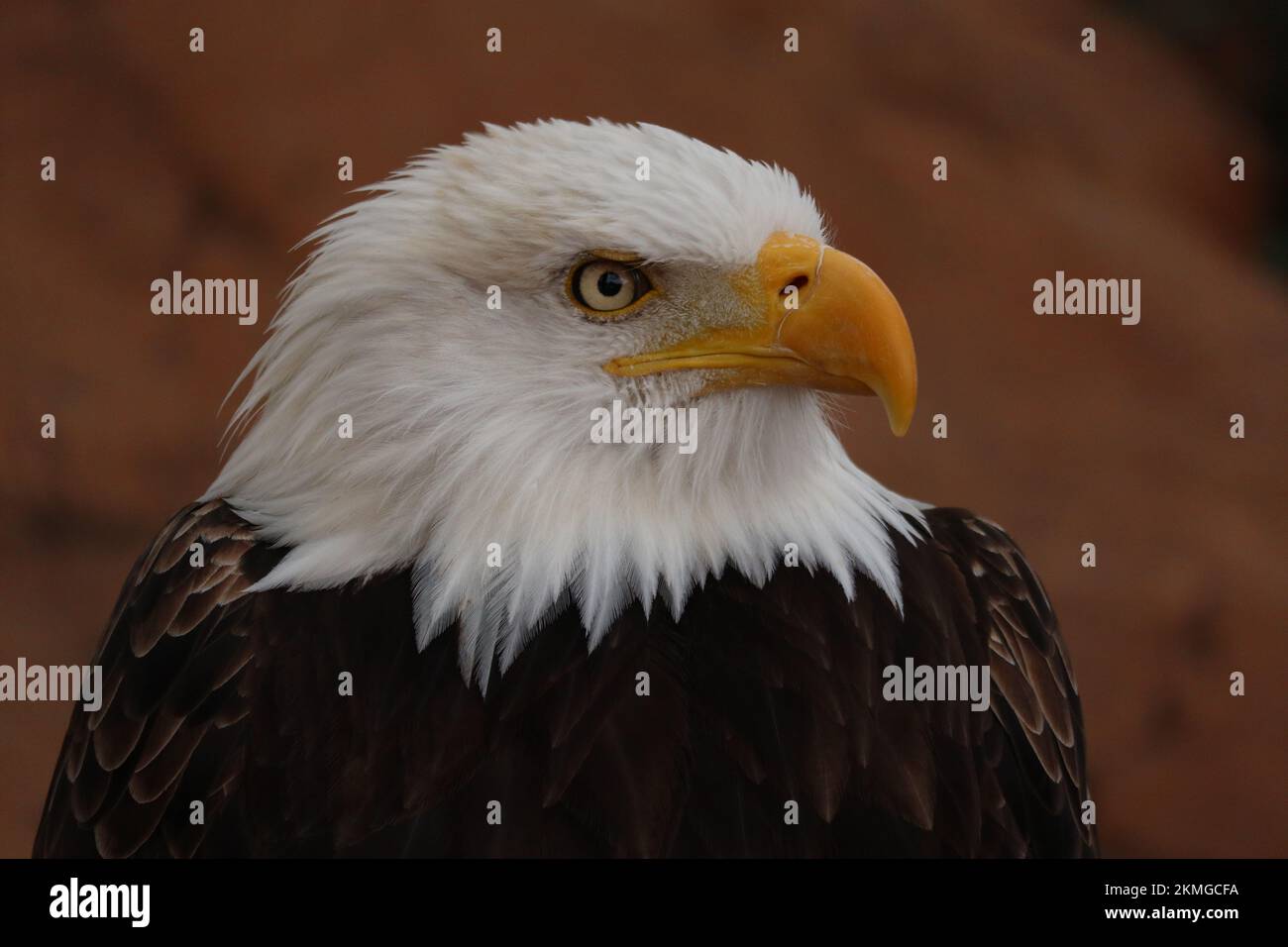 A closeup shot of a strong powerful bald eagle on a blurred background ...