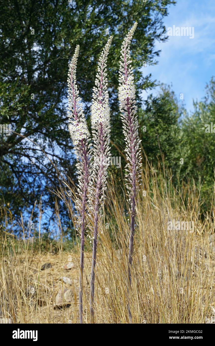squill, sea squill, sea onion, maritime squill, Urginea maritima, Weiße ...