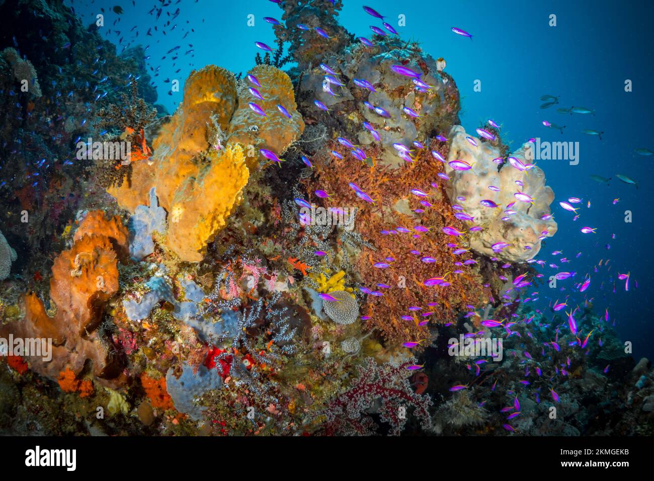 Biodiversity of coral reef system - Asortment of tropical reef fish ...