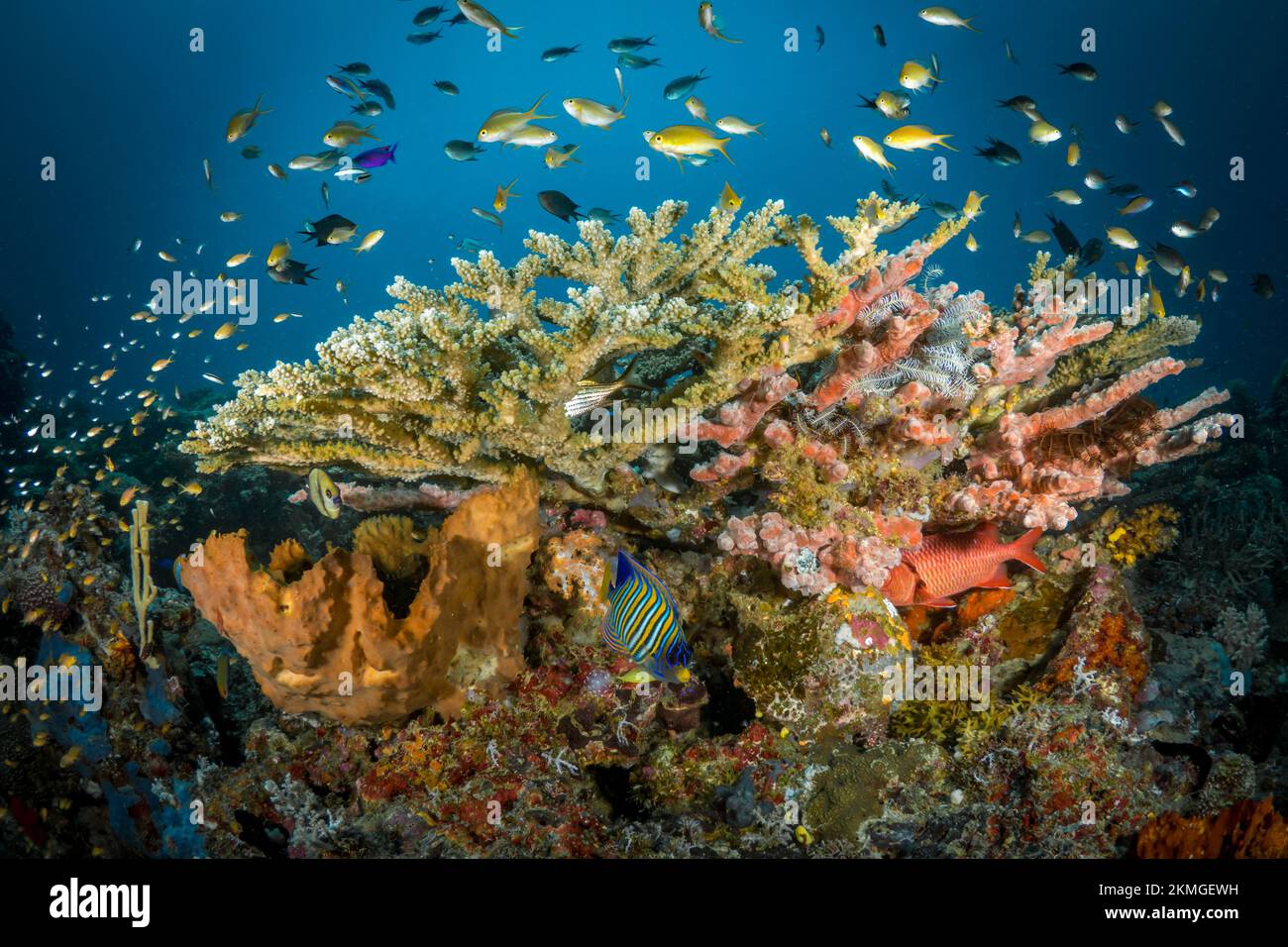 Biodiversity of coral reef system - Asortment of tropical reef fish ...