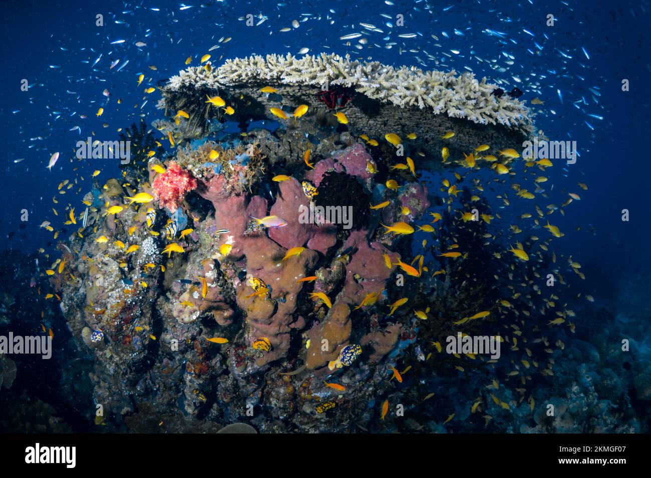 Biodiversity of coral reef system - Asortment of tropical reef fish ...