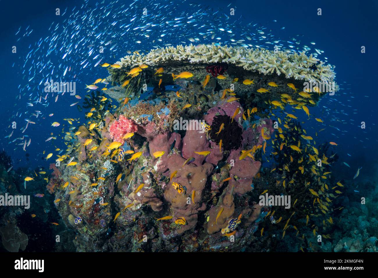 Biodiversity of coral reef system - Asortment of tropical reef fish ...