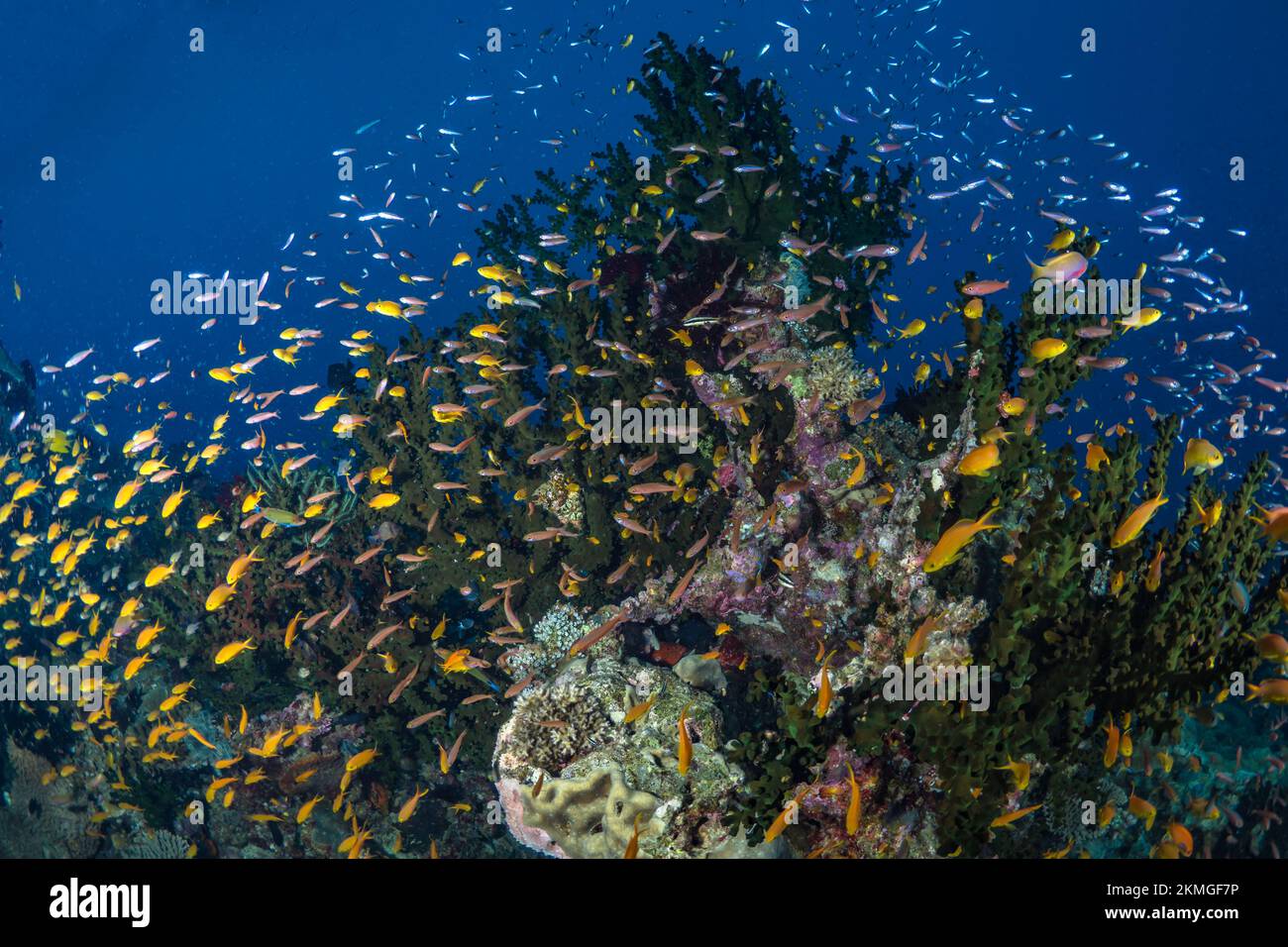 Biodiversity of coral reef system - Asortment of tropical reef fish ...