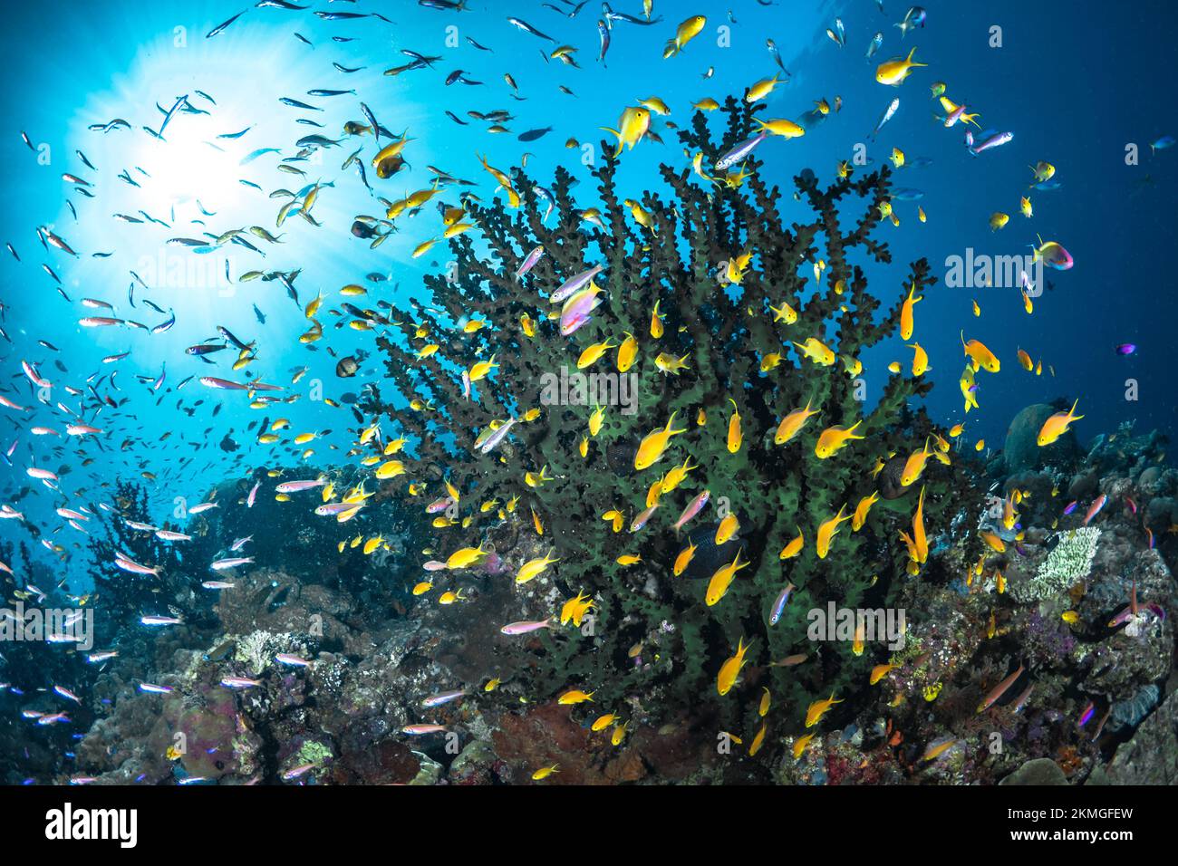 Biodiversity of coral reef system - Asortment of tropical reef fish ...