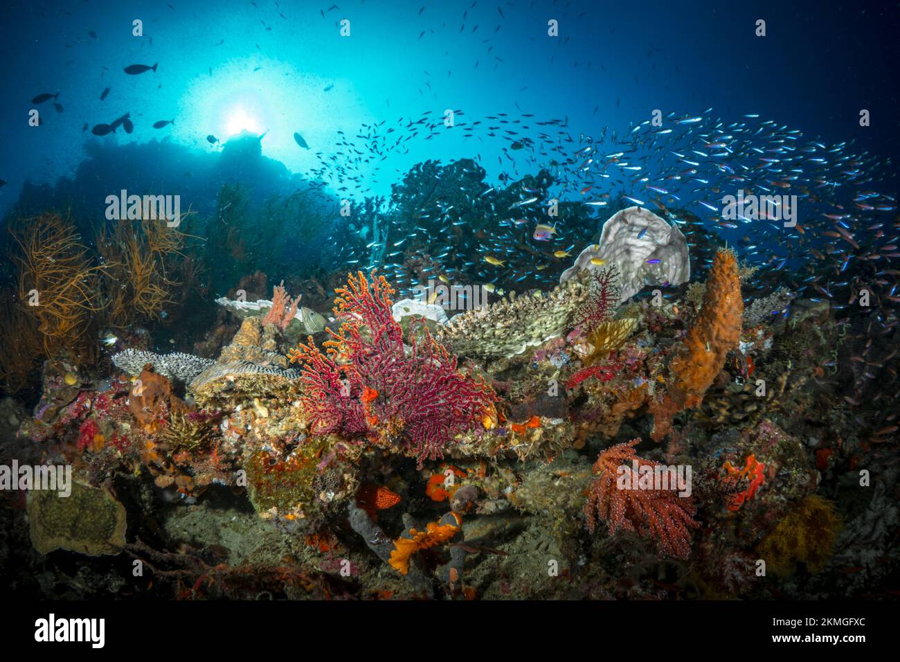 Biodiversity of coral reef system - Asortment of tropical reef fish ...