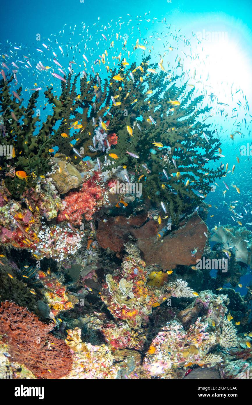 Biodiversity of coral reef system - Asortment of tropical reef fish ...