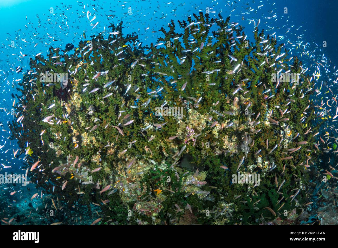 Biodiversity of coral reef system - Asortment of tropical reef fish ...