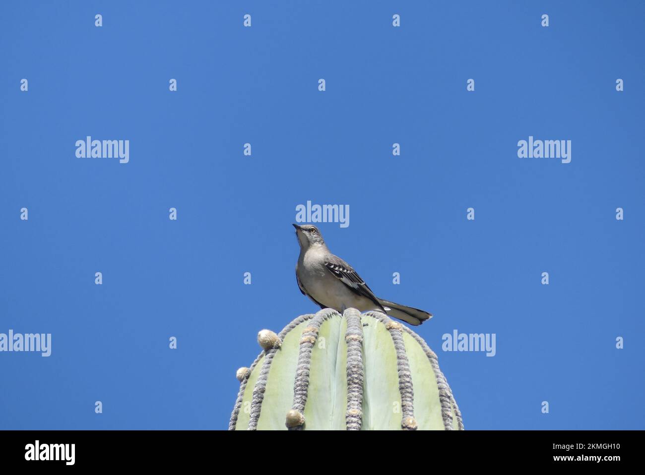 A low angle shot of gray mockingbird on a cactus with blue background ...