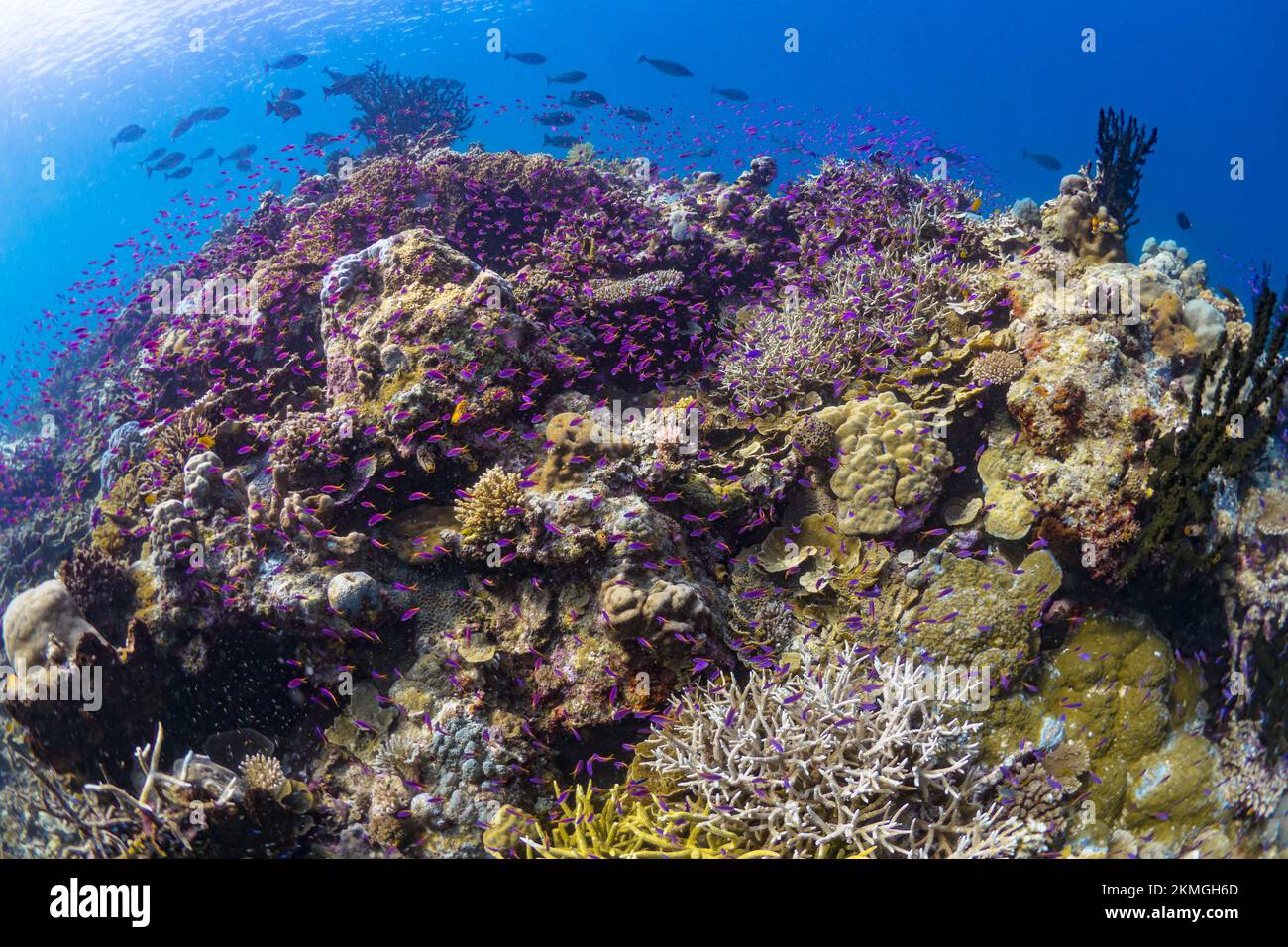 Biodiversity of coral reef system - Asortment of tropical reef fish ...