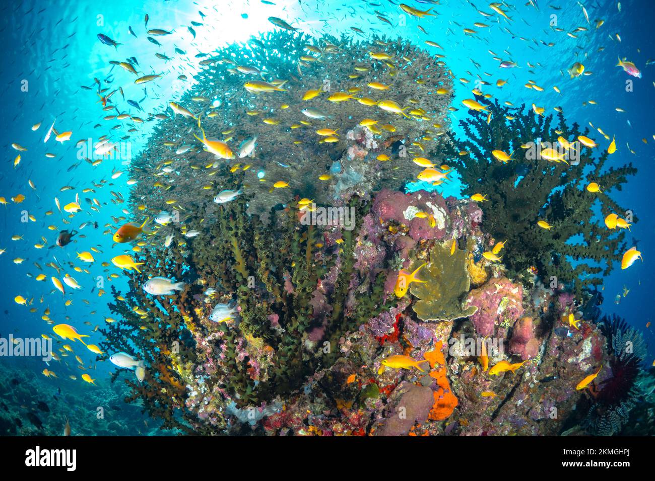 Biodiversity of coral reef system - Asortment of tropical reef fish ...