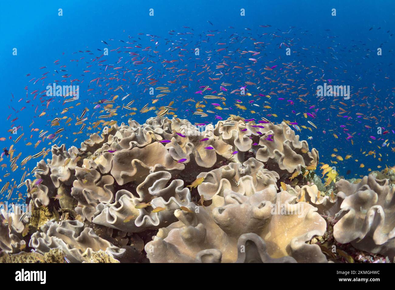 Biodiversity of coral reef system - Asortment of tropical reef fish ...