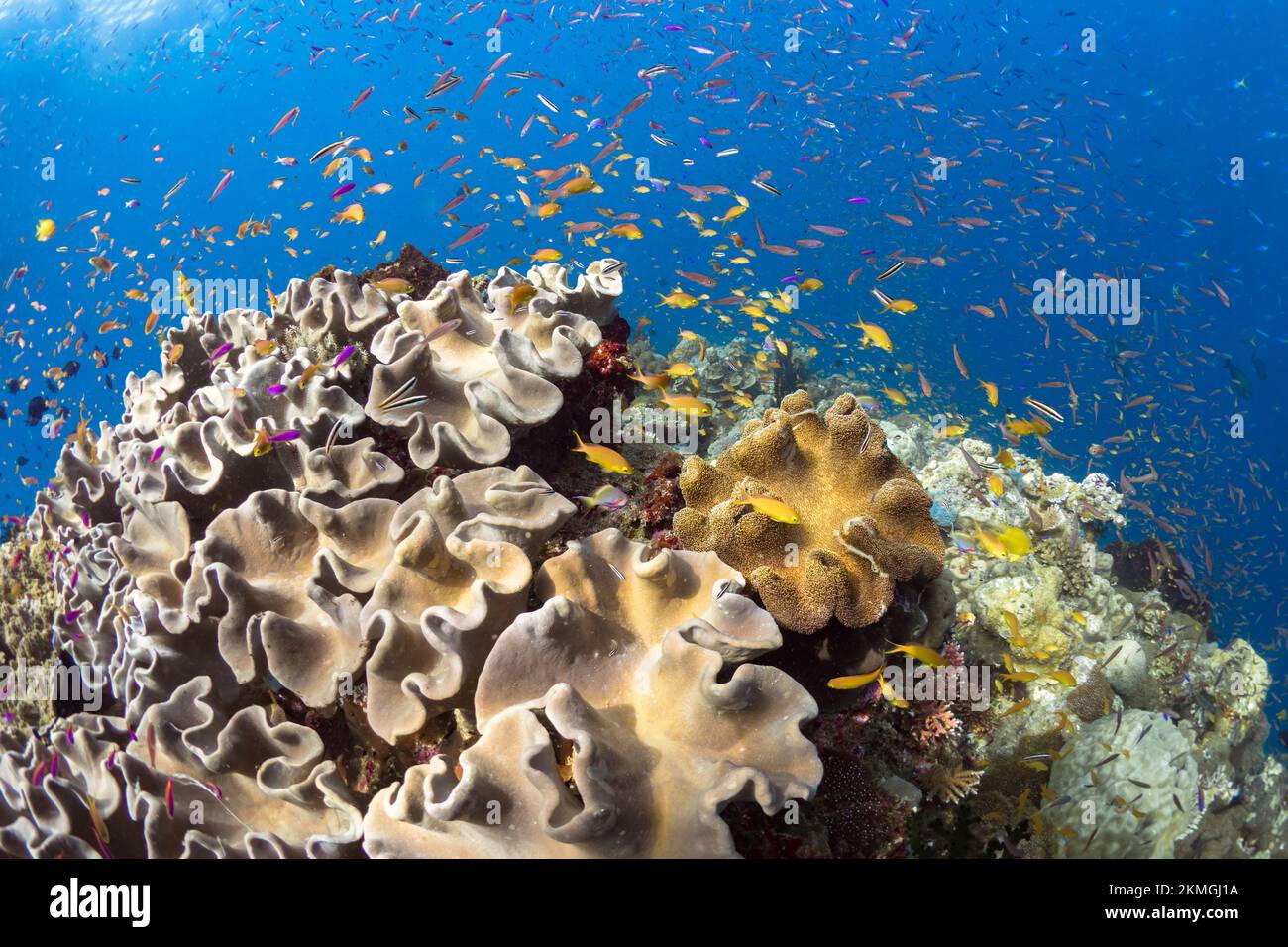 Biodiversity of coral reef system - Asortment of tropical reef fish ...
