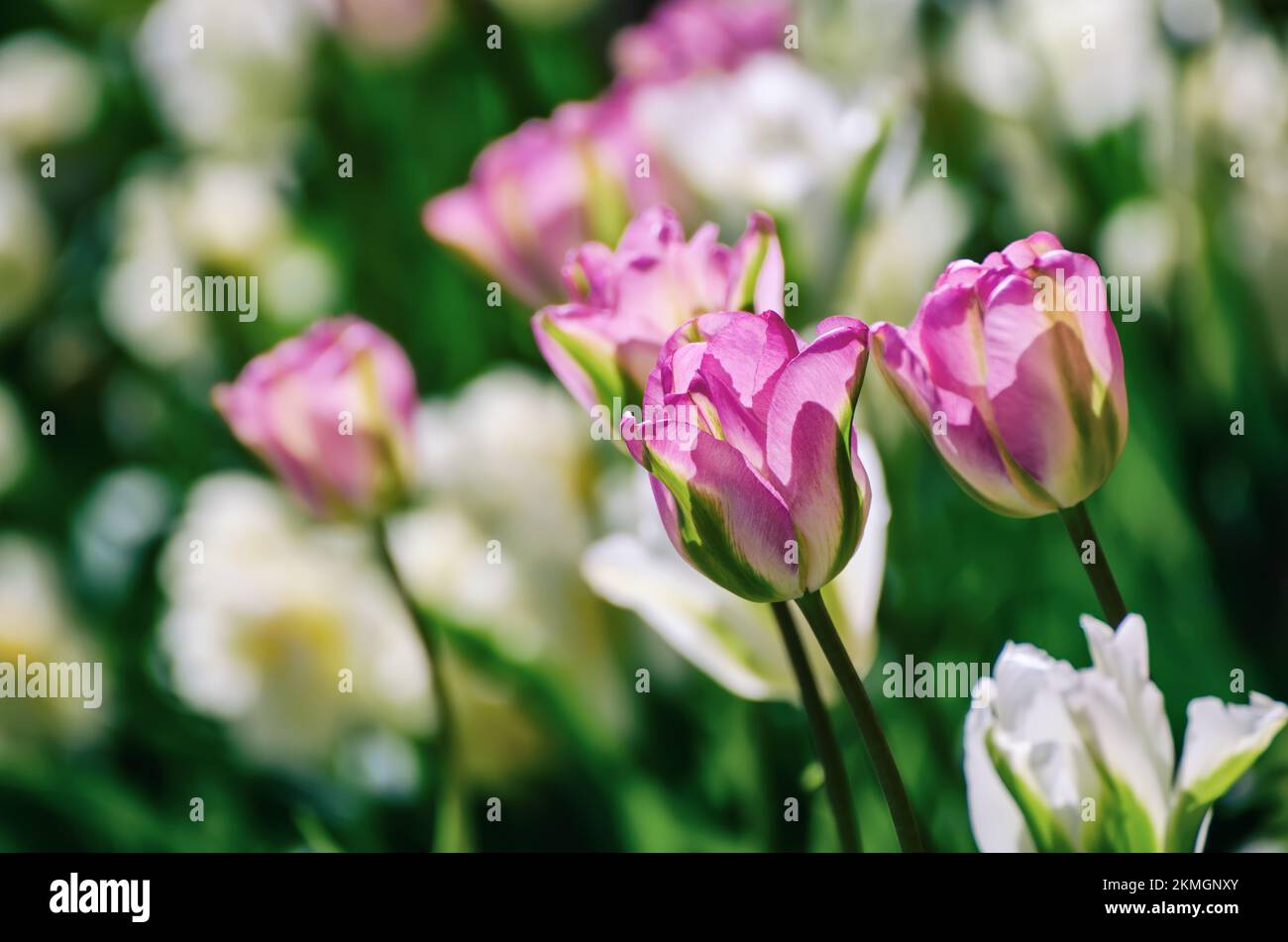 Red and white tulip flowers Stock Photo - Alamy