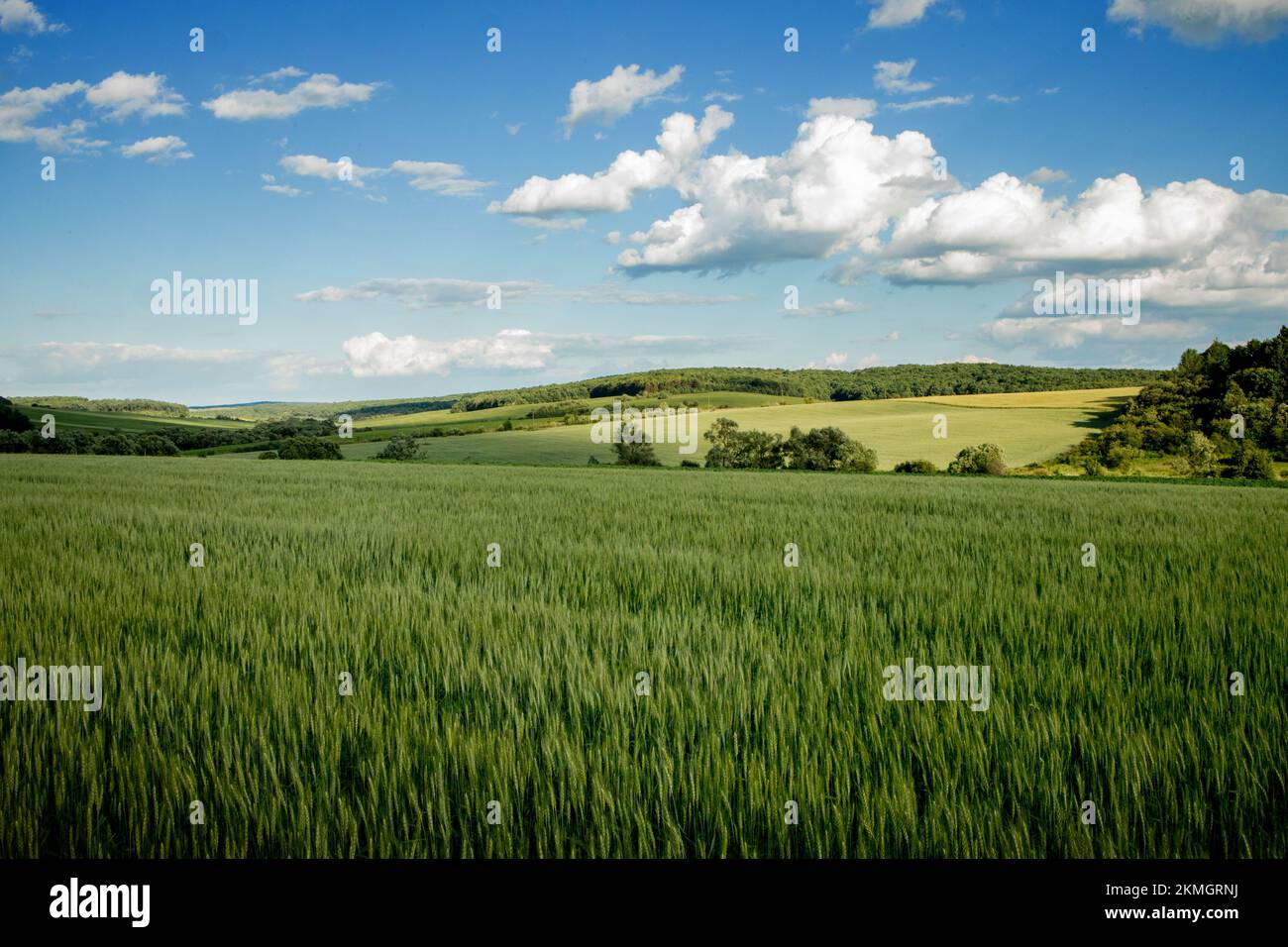 Green wheat field against the background of hot summer sun and blue sky ...