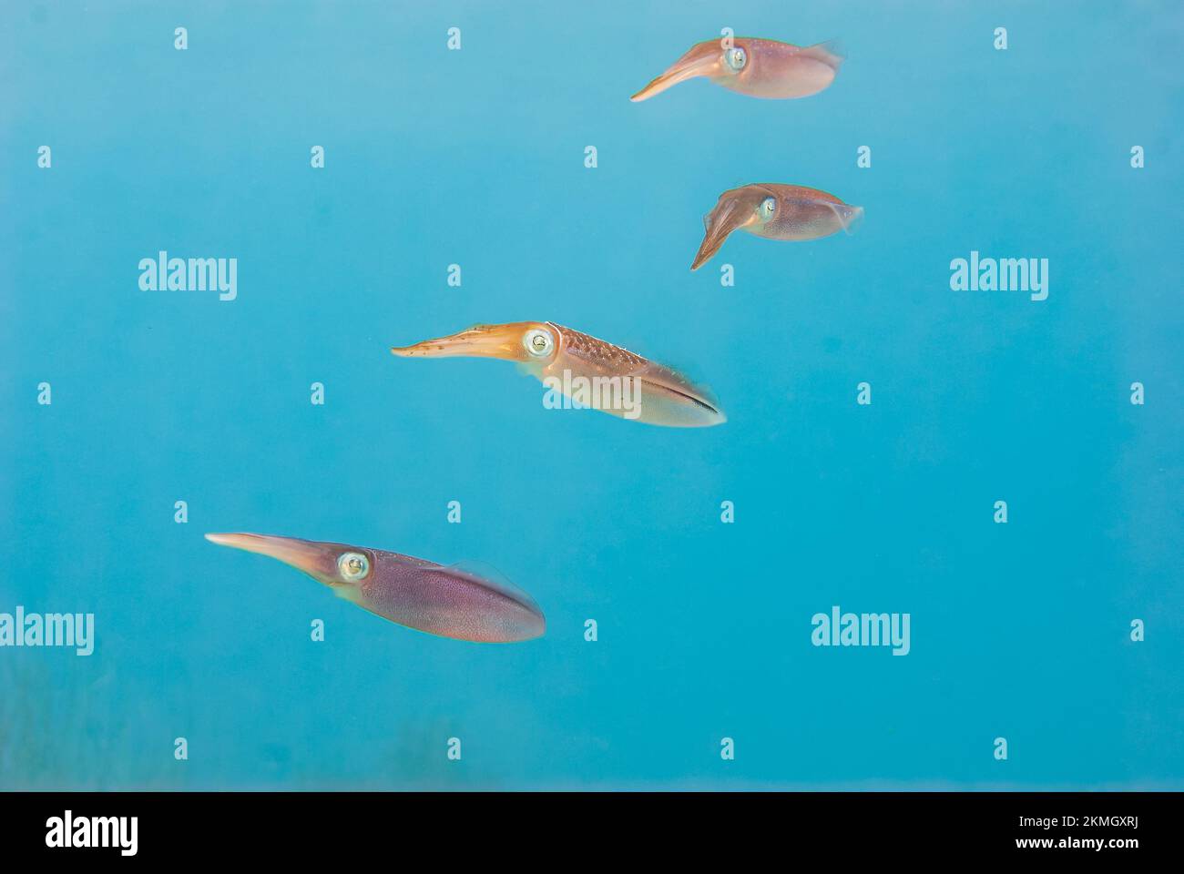 Multiple colorfuldeep sea undersea Pharaoh Cuttlefish Sepia pharaonis ...