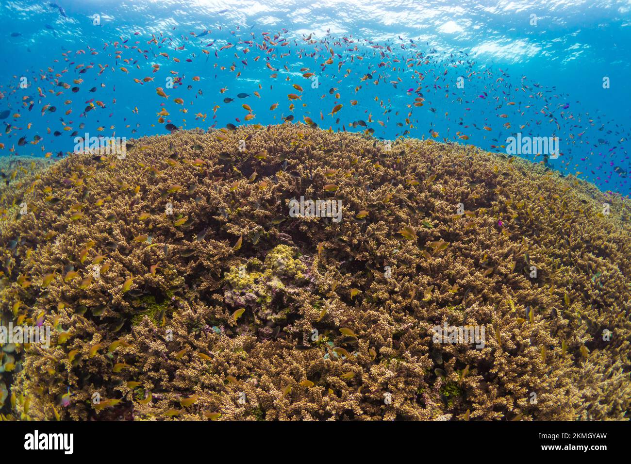 Biodiversity of coral reef system - Asortment of tropical reef fish ...