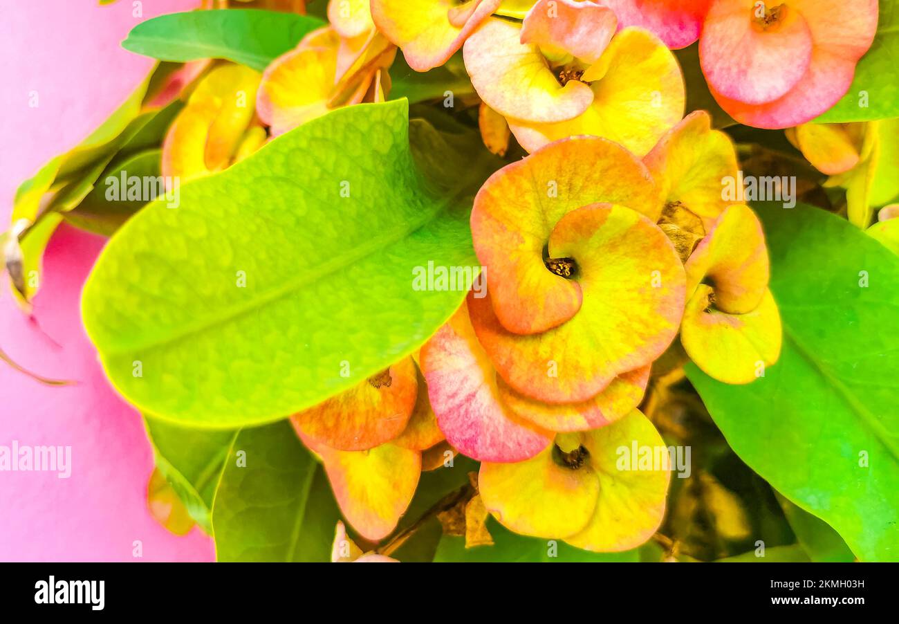 Purple pink and red flower flowers and plants plant in tropical garden ...