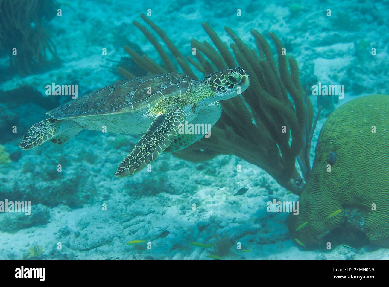 Wild Green Sea Turtle swimming in natural habitat in Bonaire Marine ...