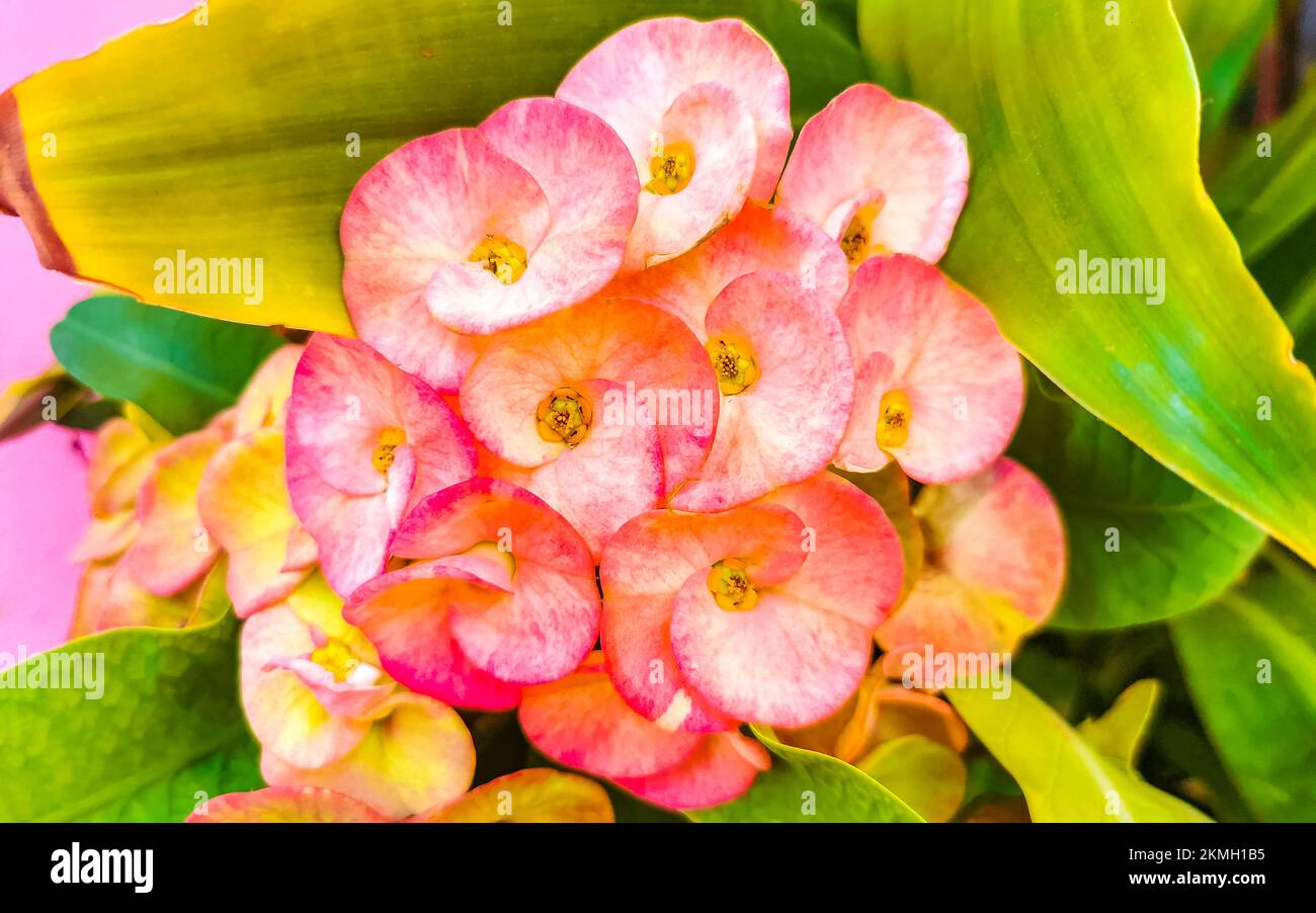Purple pink and red flower flowers and plants plant in tropical garden ...