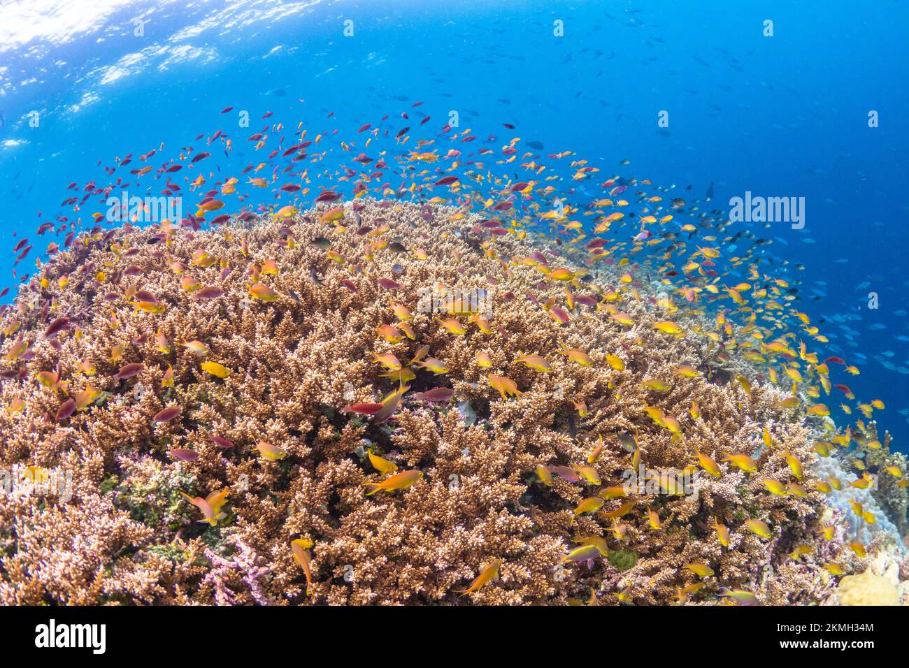Biodiversity of coral reef system - Asortment of tropical reef fish ...