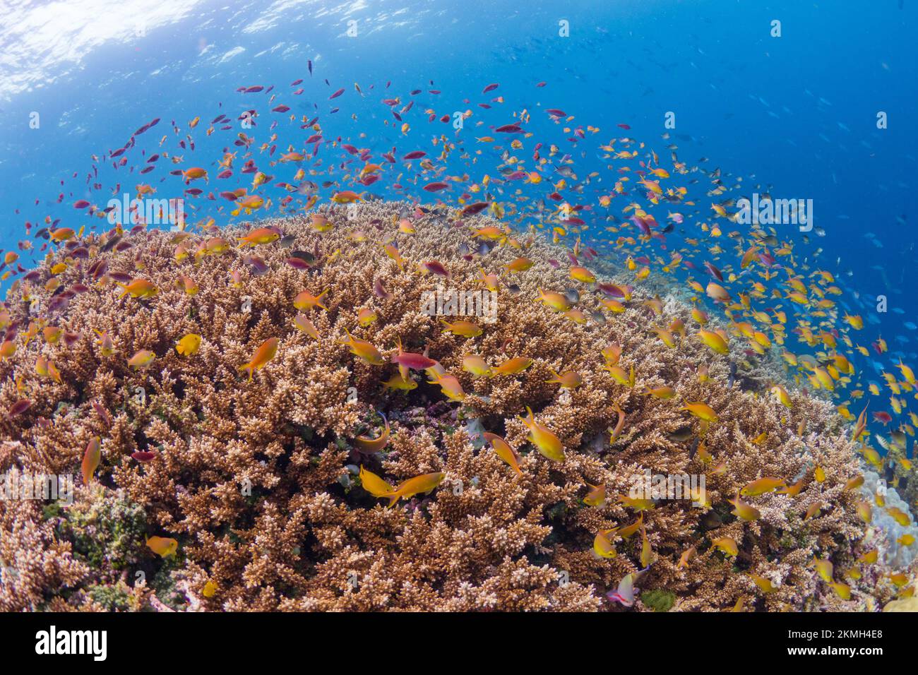 Biodiversity of coral reef system - Asortment of tropical reef fish ...